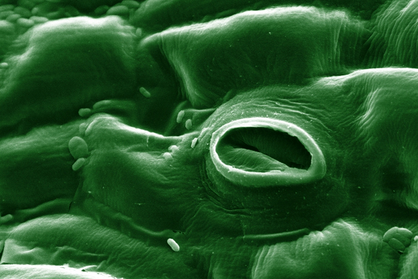 STOMATA - Mojave Desert - Glossary of Terms and Definitions