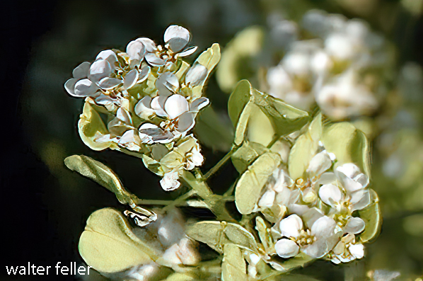 Desert Pepperweed Lepidium fremontii, Mojave Desert wildflower photo ...