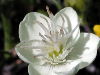 Cream Cup, Mojave Desert wildflower photo - Desert Wildflowers