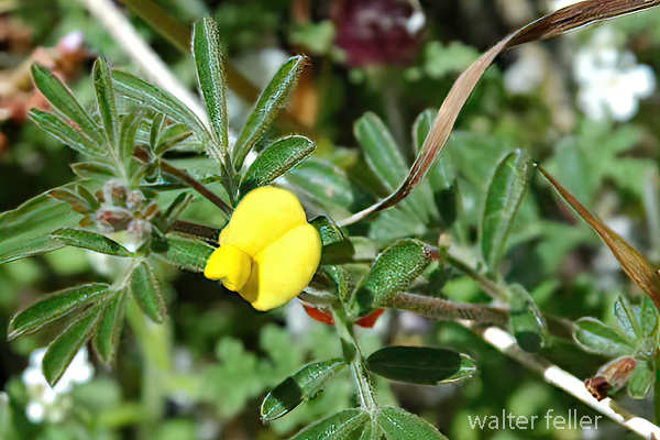 Shrubby Deervetch Acmispon rigidus, Mojave Desert wildflower photo ...