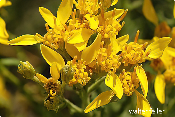Linear Leaved Goldenbush Ericameria linearifolia, Mojave Desert ...