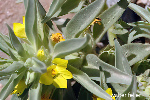 Golden Desert-snapdragon Mohavea breviflora, Mojave Desert wildflower ...