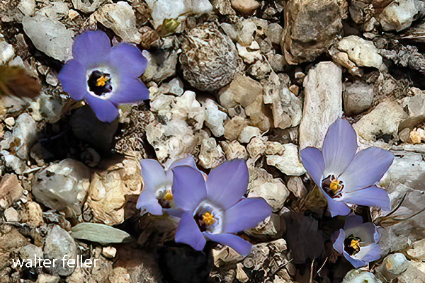 Sandblossoms Linanthus parryae, Mojave Desert wildflower photo - Desert ...