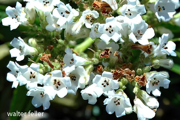 Narrow-Leaved Yerba Santa, Mojave Desert wildflower photo - Desert ...